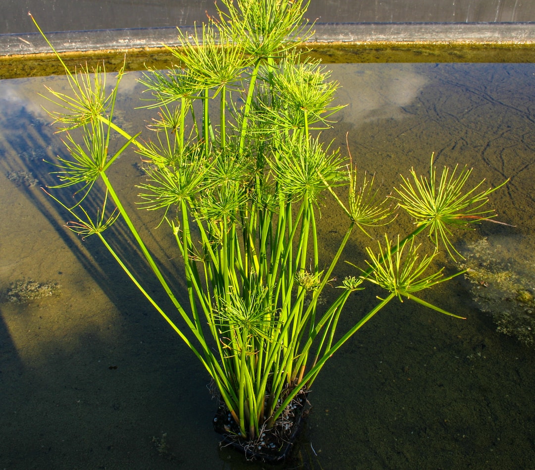 Dwarf Papyrus Tropical Aquatic Marginal Pond Plant 1 Starter Plant in 2 ...