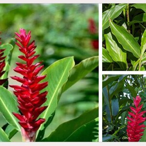 Alpinia Purpurata Red Ginger Garden Flower Live Plant Prestige