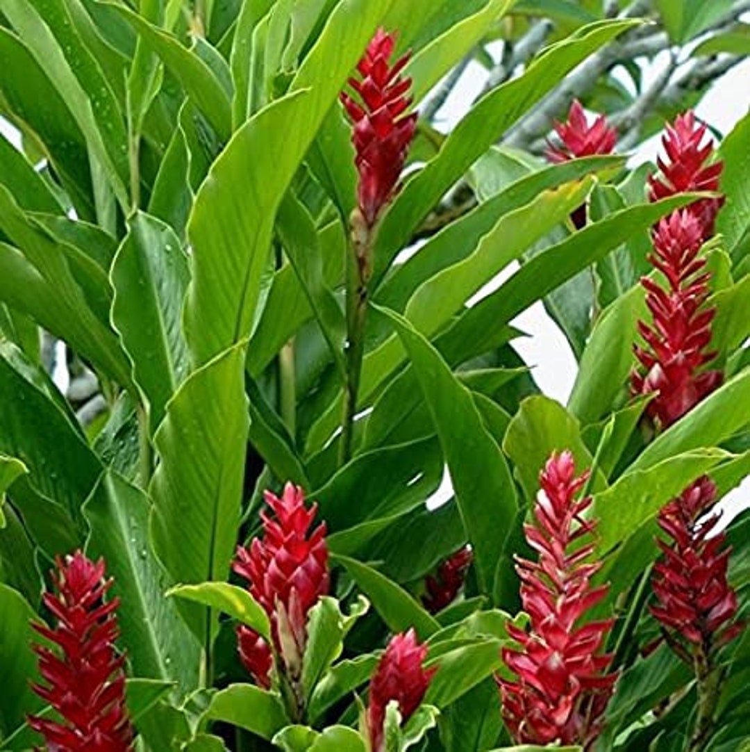 Alpinia Purpurata Red Ginger Garden Flower Live Plant Etsy