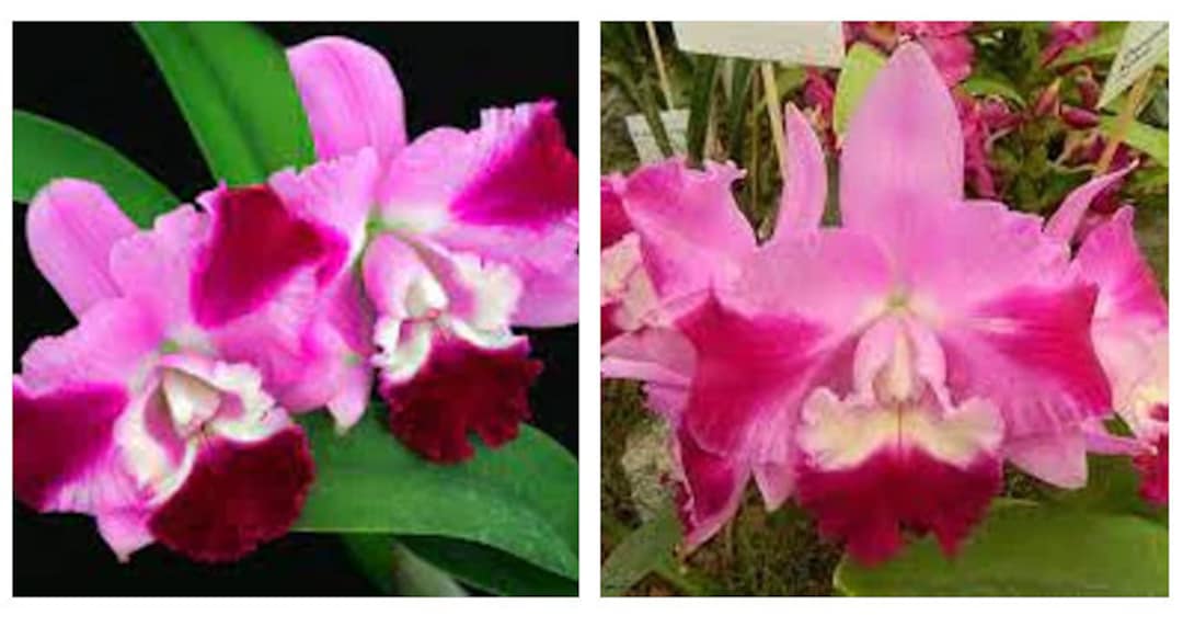 Fragrant & Compact Orchid Plant, Cattleya Mini Song 'petite', in 2.5 ...