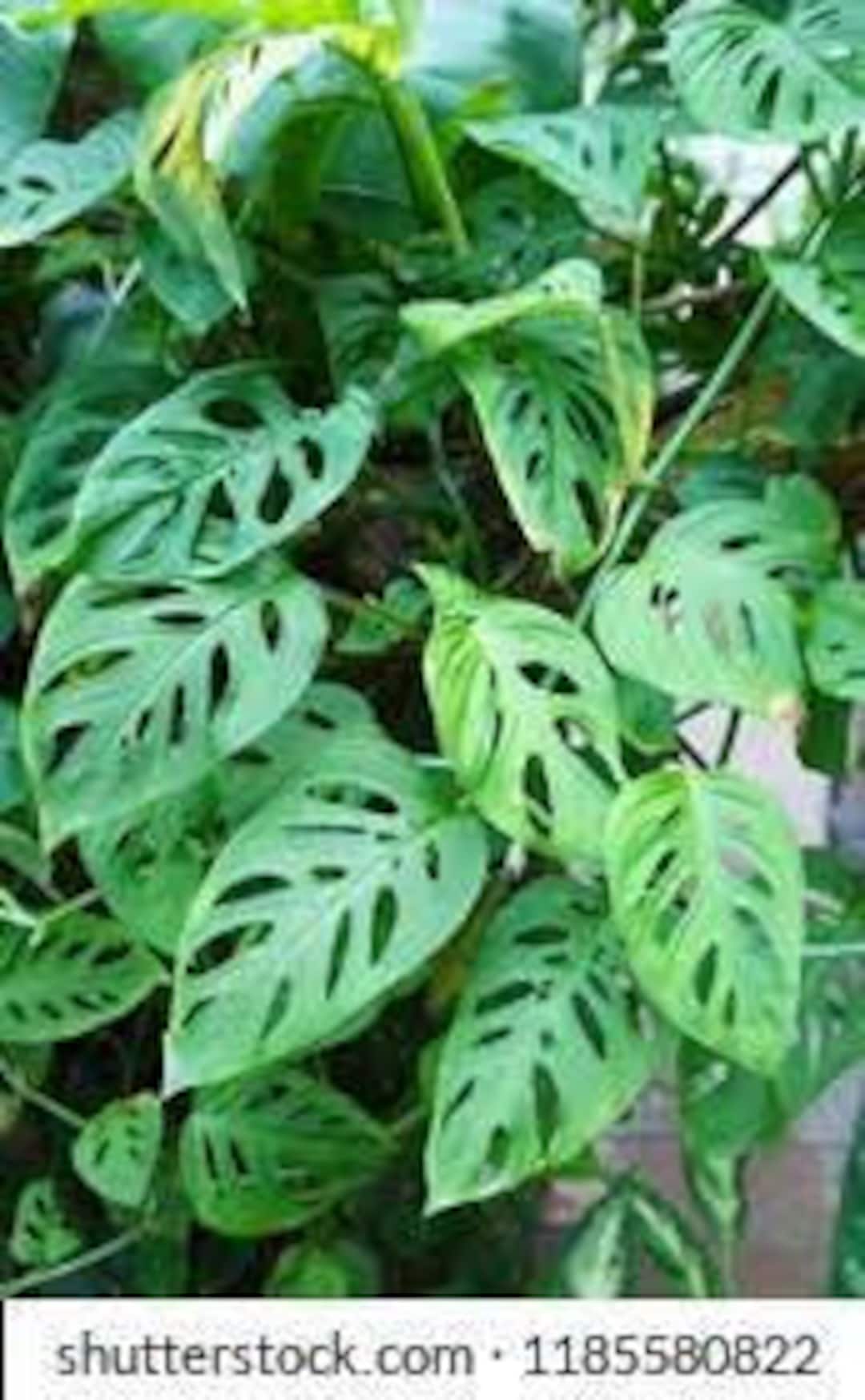Monstera Obliqua Expilata, Rooted Plants 3'' Pot Prestige ...