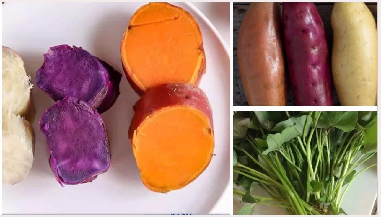 Variety Sweet Potato Slips ( 15 Slips ) Beauregard + Japanese White ...