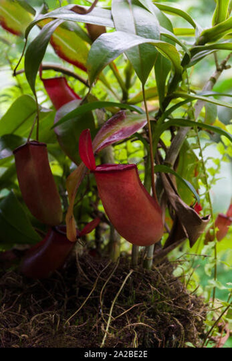 Nepenthes Lady Luck Pitcher Plant 2.5'' Pot Prestige - Etsy