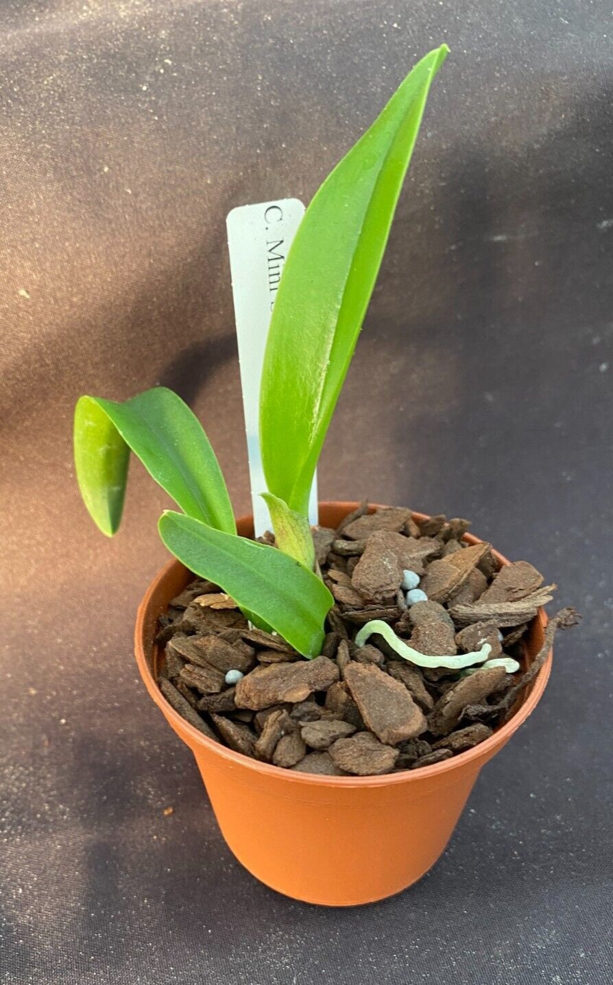 Fragrant & Compact Orchid Plant, Cattleya Mini Song 'petite', in 2.5 ...