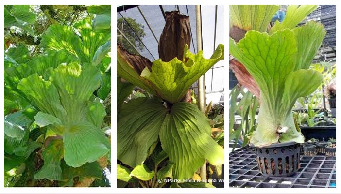 Platycerium Elephantotis, the Elephant Ear Staghorn Fern in 3'' Pot ...