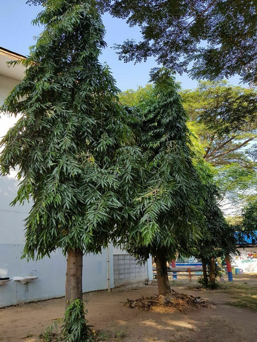 10 Seeds the Mast Tree Cemetery Tree Polyalthia Longifolia | Etsy