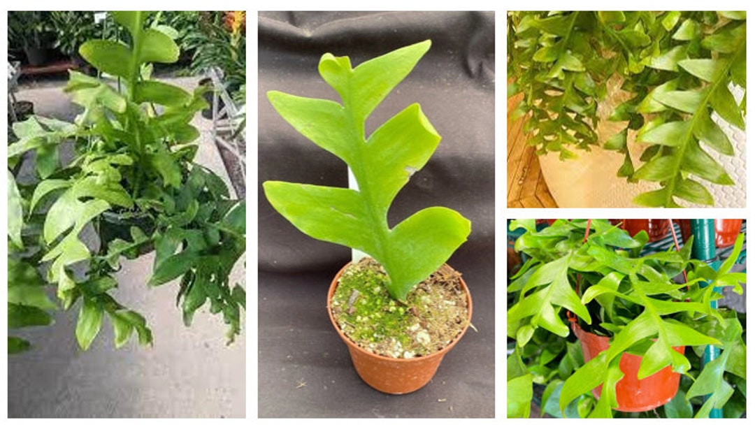 Shark Tooth Cactus, Rooted Plant in 3'' Pot - Prestige ...