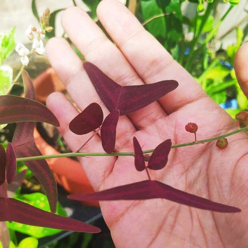 Organic Red Butterfly Wing Plant Christia Vespertilionis - Etsy