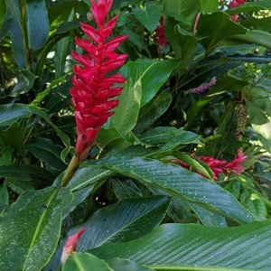 Alpinia Purpurata Red Ginger Garden Flower Live Plant - Etsy