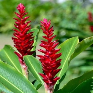 Alpinia Purpurata Red Ginger Garden Flower Live Plant - Etsy
