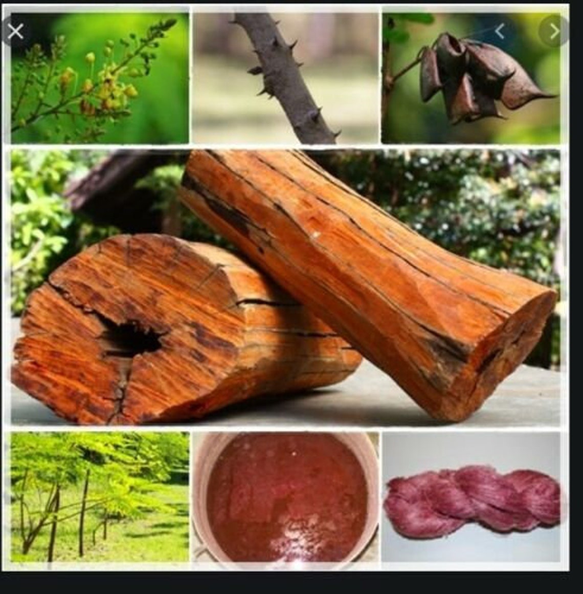 20 seeds Caesalpinia sappan Sappan wood red color organic | Etsy