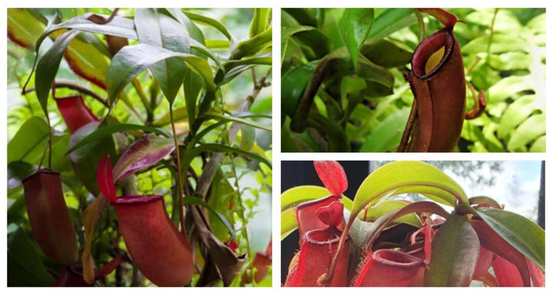 Nepenthes Lady Luck Pitcher Plant 2.5'' Pot - Prestige ...