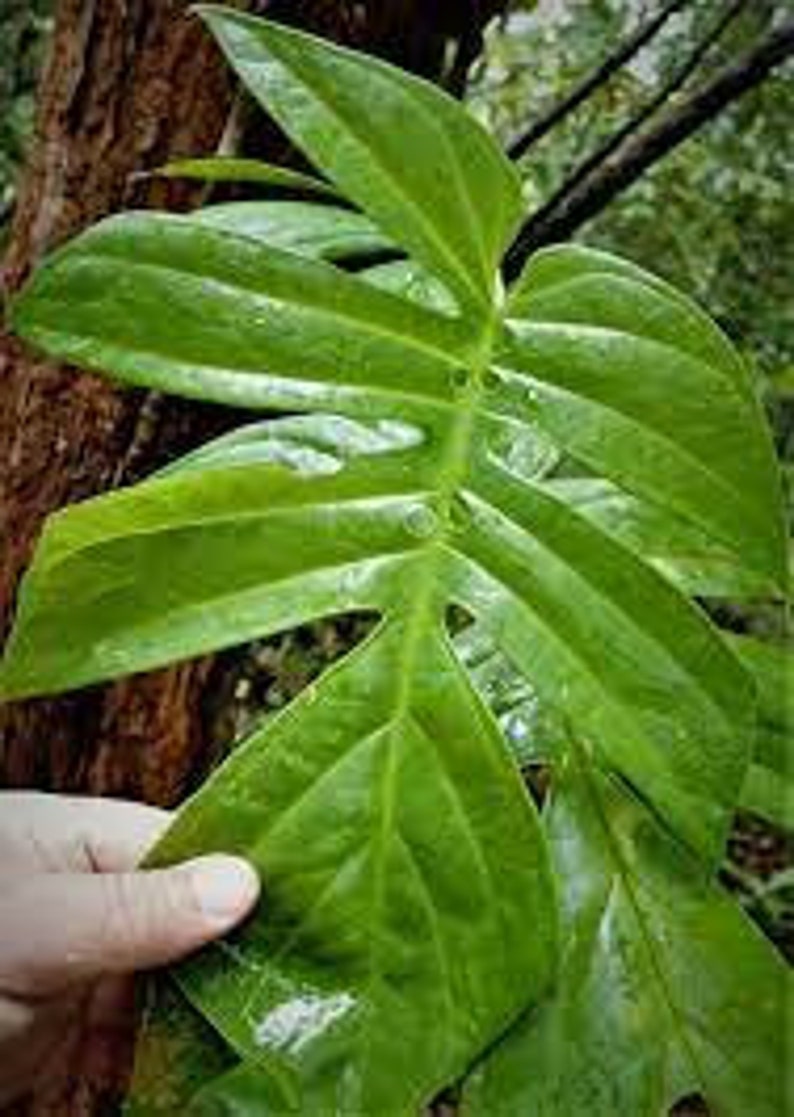 Monstera Spider Man Plant 3pot Prestige - Etsy