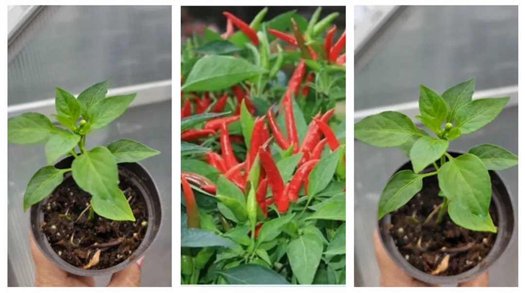 Live Super Chili Pepper Plant - Prestige '''tamarosseedsbulbs''' - Etsy