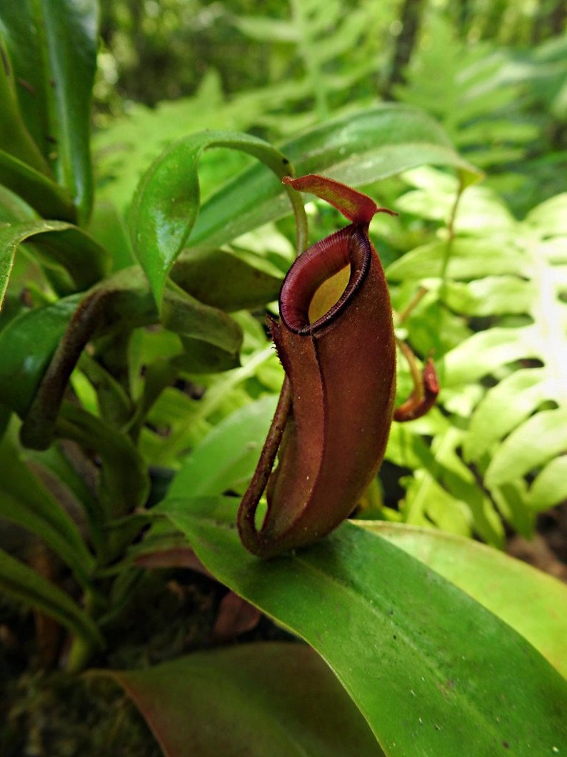 Nepenthes Lady Luck Pitcher Plant 2.5'' Pot Prestige - Etsy