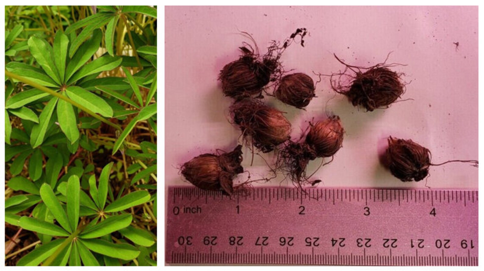 Oxalis Lasiandra Bulbs - Lupine Leaf Oxalis - Beautiful Garden ...