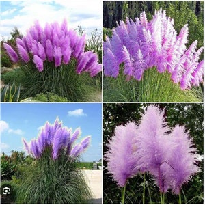 Purple Pampas Grass 3 Plugs - Prestige '''tamarosseedsbulbs''' - Etsy