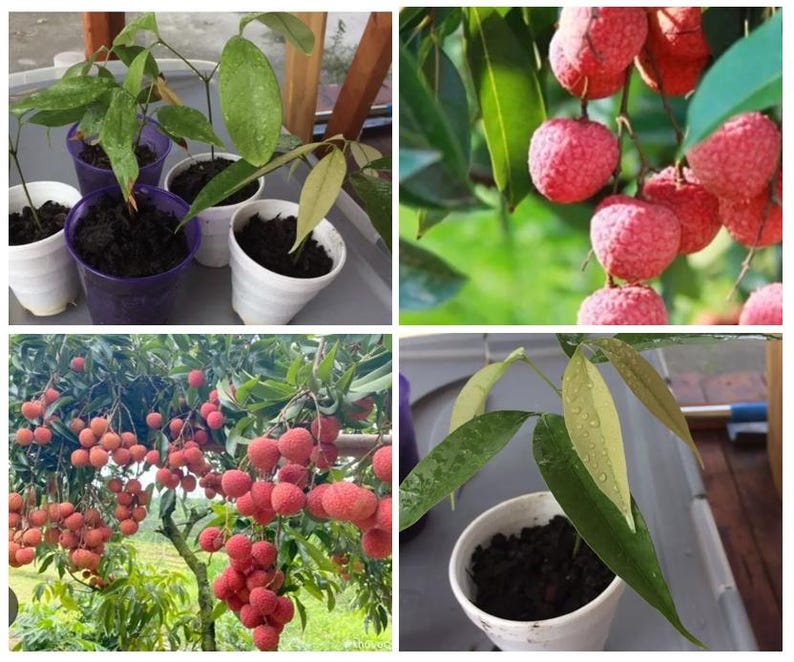 A Cup Lychee Tree 5”-9” Plant - Fruit Tree Live Seedling 3”pot ...