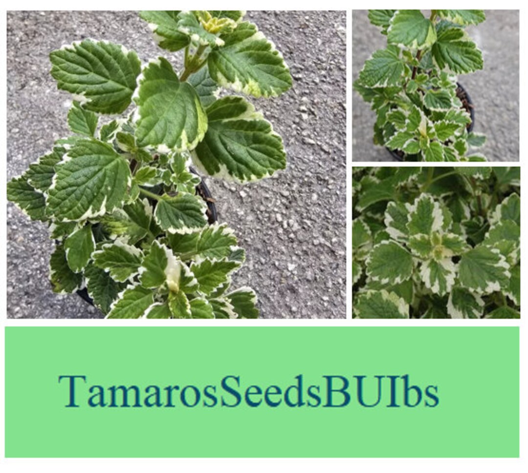 Variegated Swedish Ivy Live Plant 10" Tall in 4" Pot - Prestige ...