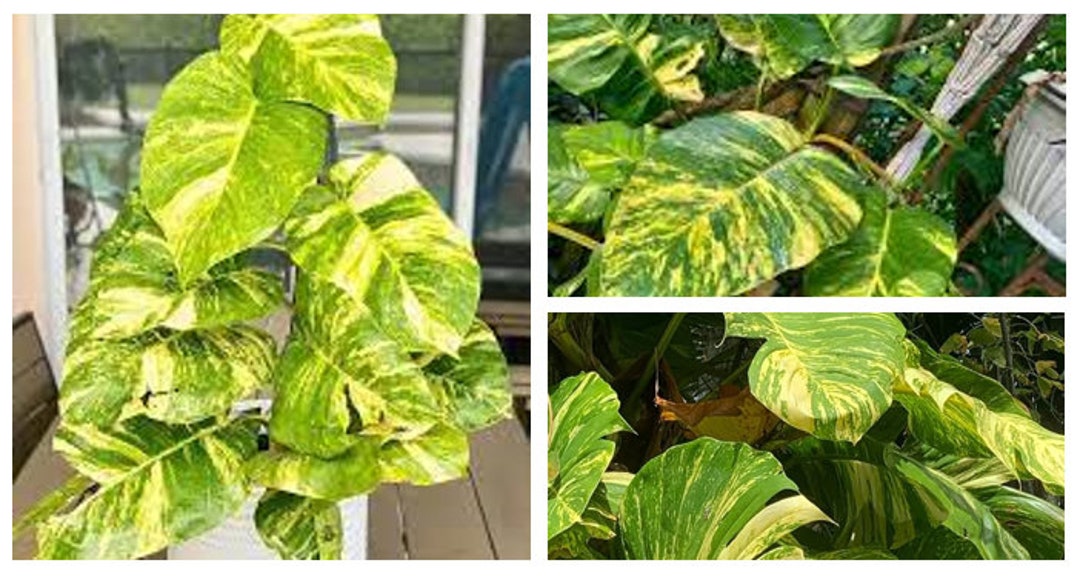 Variegated Golden Giant Pothos, Hawaiian Epipremnum 1 Unrooted Leaf ...