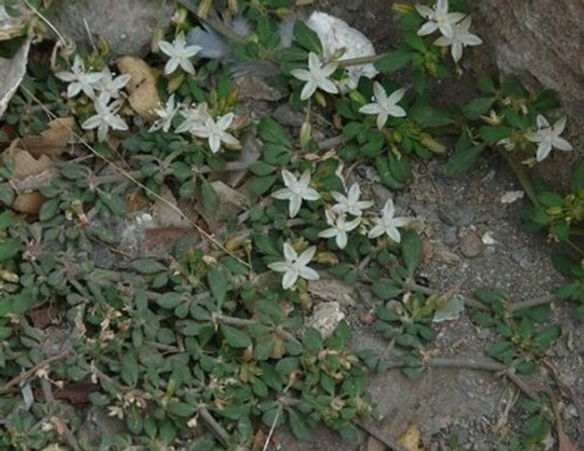 100 Seeds Glinus Glinus Oppositifolius Ground Molluginaceae | Etsy