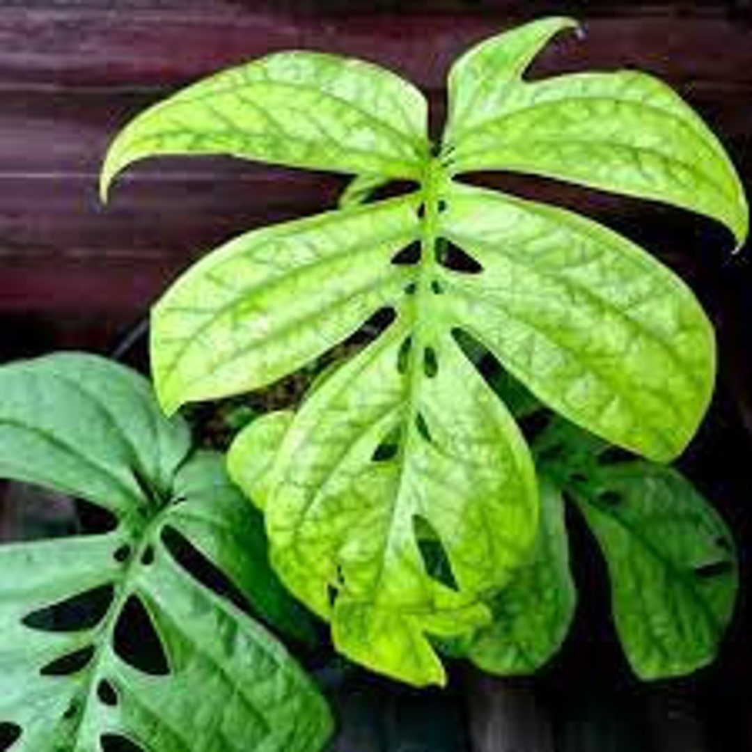 Monstera Spider Man Plant 3pot Prestige - Etsy