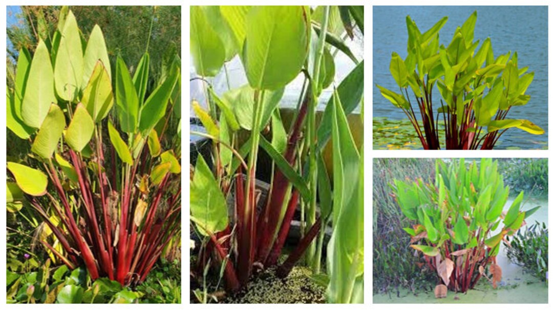 Red Stem Thalia Tropical Aquatic Marginal Pond - 1 Starter Plant in 2 ...