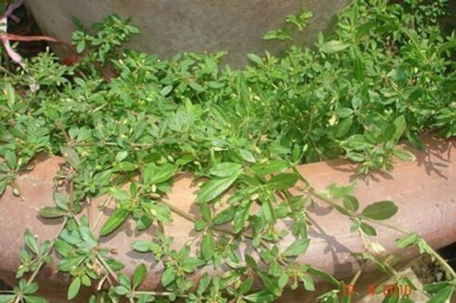 100 Seeds Glinus Glinus Oppositifolius Ground Molluginaceae | Etsy