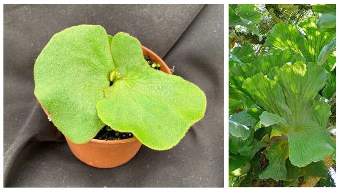 Platycerium Elephantotis, the Elephant Ear Staghorn Fern in 3'' Pot ...