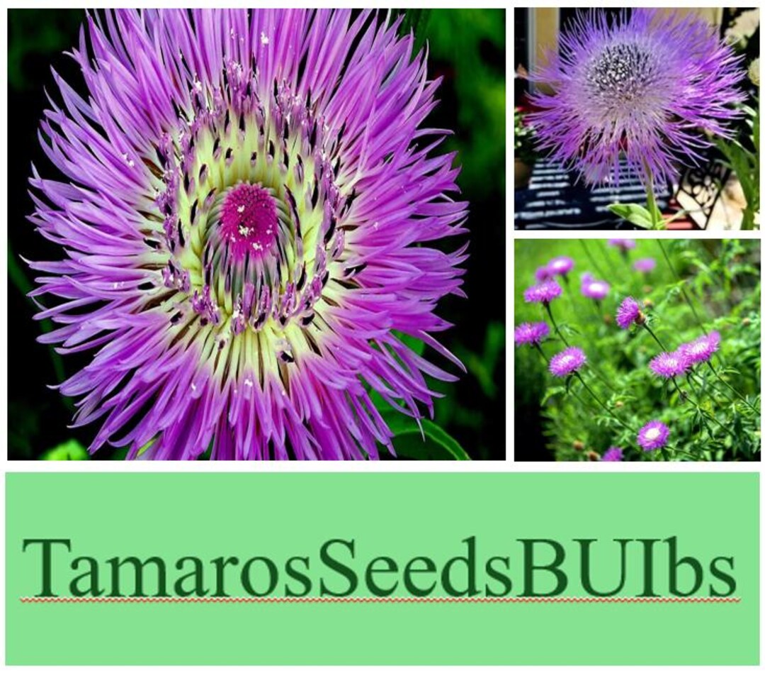 25 Rose Basket Flower Seeds Centaurea Americana Cold Hardy Garden Plant ...