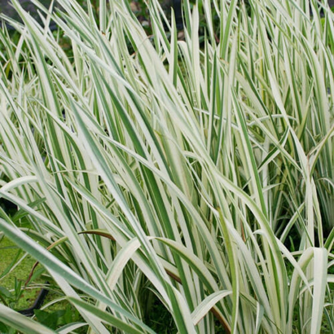 Cold Hardy Variegated Sweet Flag Aquatic Marginal Pond 1 - Etsy