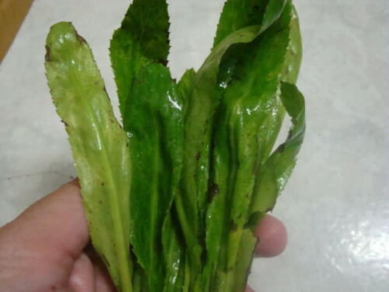 Culantro Cilantro ancho Eryngium foetidum 3000 seeds | Etsy