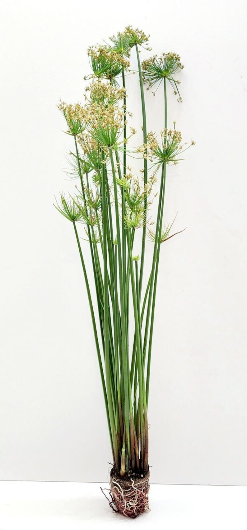 Dwarf Papyrus Cyperus Haspan Tropical Aquatic Marginal Pond - Etsy