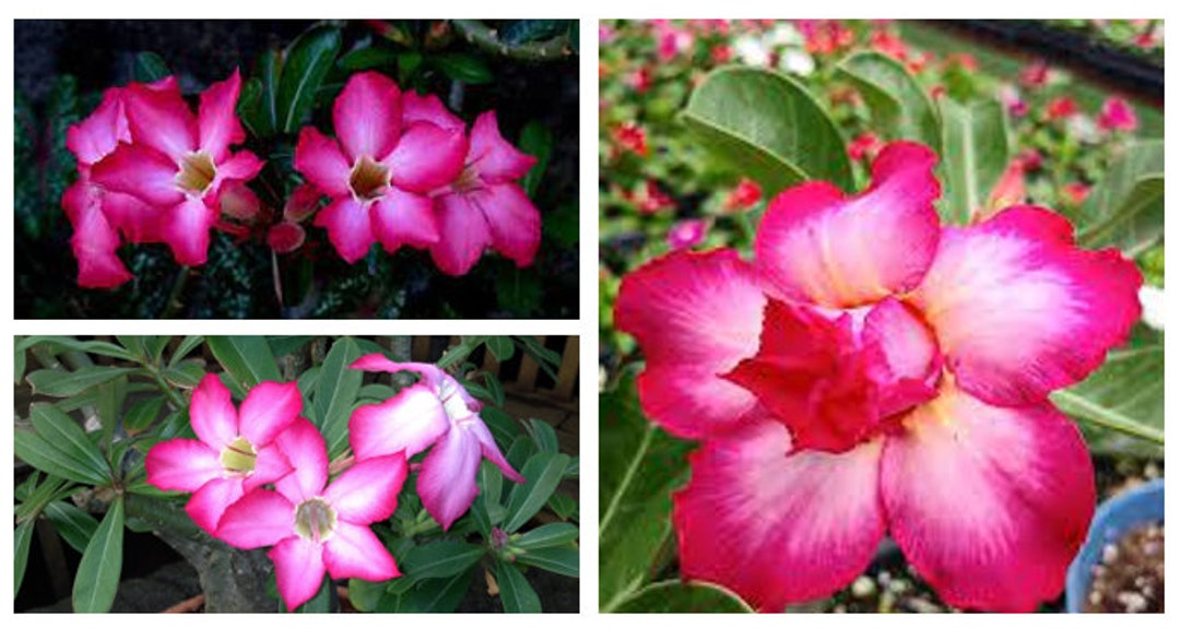 Adenium Obesum Mixed Color - 1 Desert Rose Plants - Prestige ...