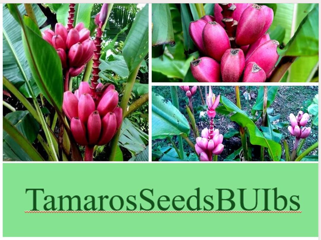 5 Pink Dwarf Banana Tree Fruit Plant Seeds (musa Velu.) - Prestige ...