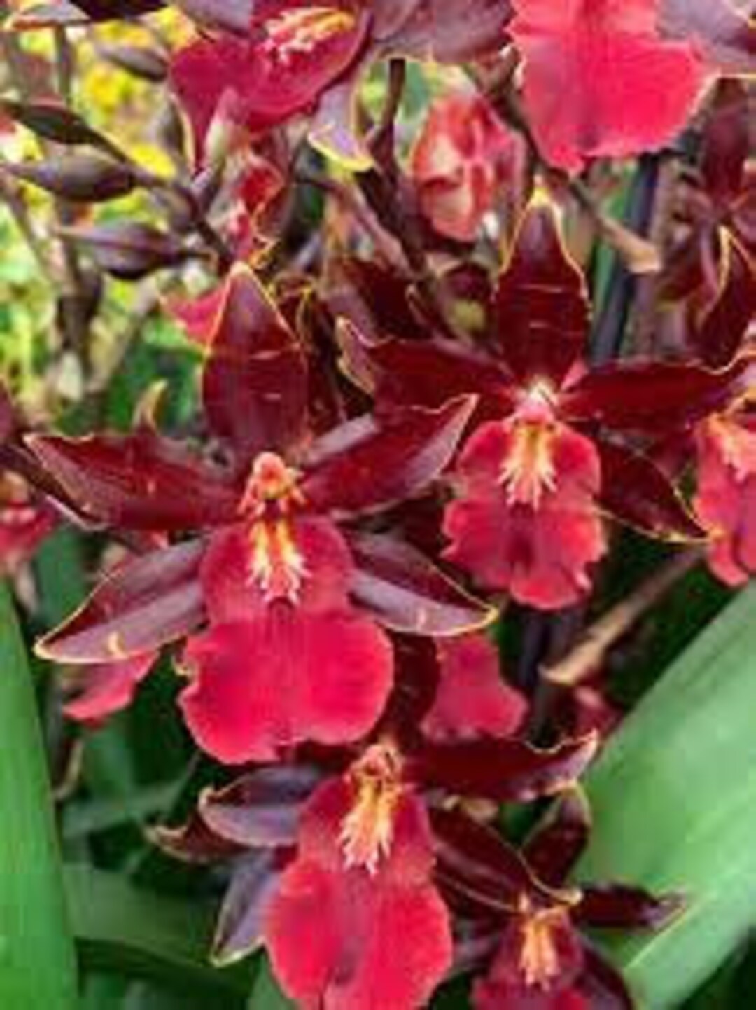 Oncostele Wildcat 'Bobcat' Oncidium Type Orchid Plant - Etsy.de