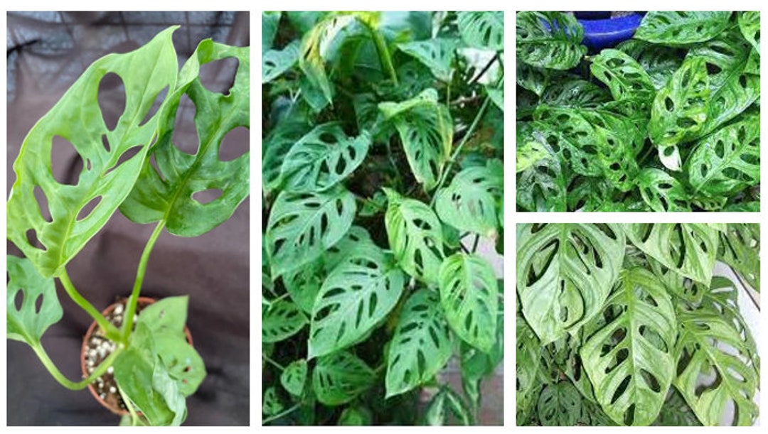 Monstera Obliqua Expilata, Rooted Plants 3'' Pot - Prestige ...