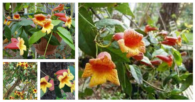 Cross Vines Tangerine Beauty Yellow Orange Red Trumpet Flower - 2 Live ...