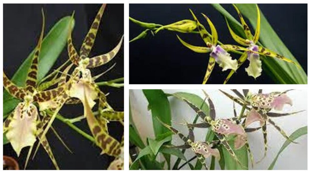 Bratonia Golden Spider 'copius', Orchid Plant 2.5'' Pot - Prestige ...
