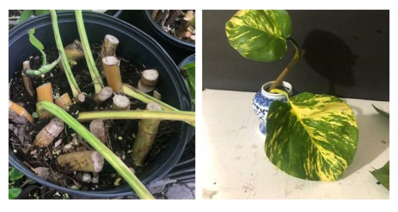 Variegated Golden Giant Pothos, Hawaiian Epipremnum 1 Unrooted Leaf ...