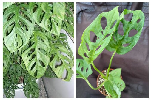 Monstera Obliqua Expilata, Rooted Plants 3'' Pot - Prestige ...