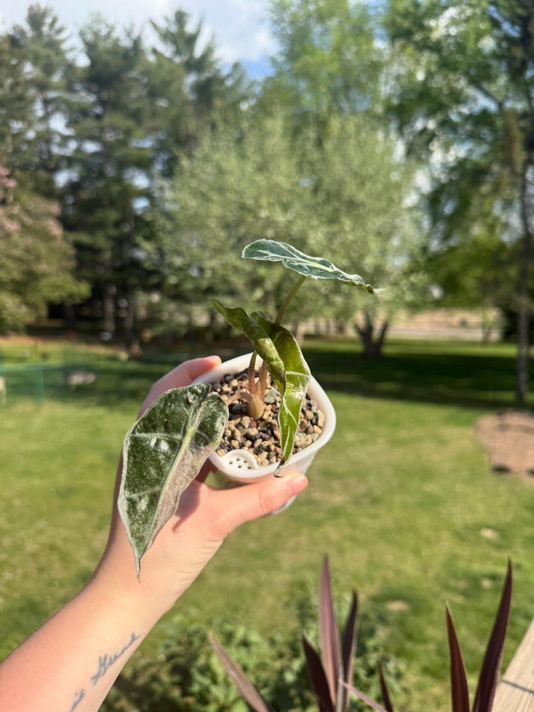 Alocasia Pink Polly Ghost - Etsy