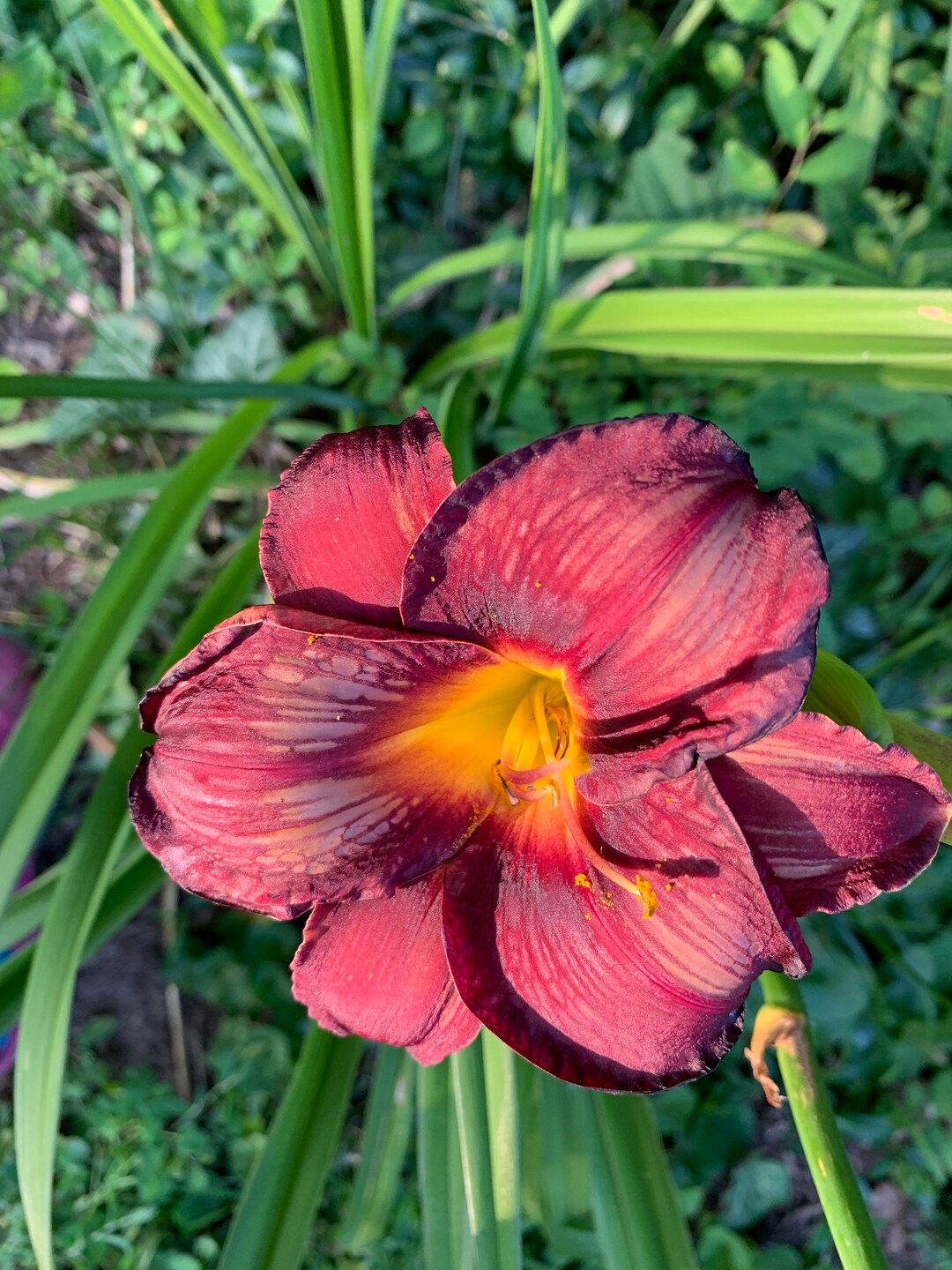 Flower in Sunset Lighting - Etsy