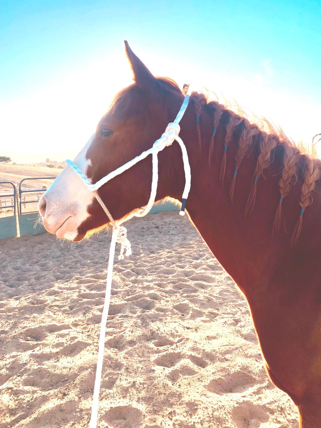 Mule Tape Halter Wrapped Nose White READY TO SHIP - Etsy Canada