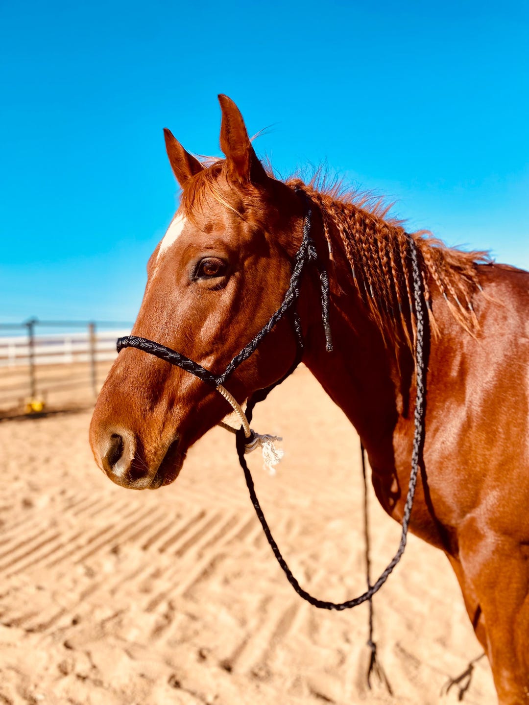 Mule Tape Halter Wrapped Nose Black READY TO SHIP - Etsy