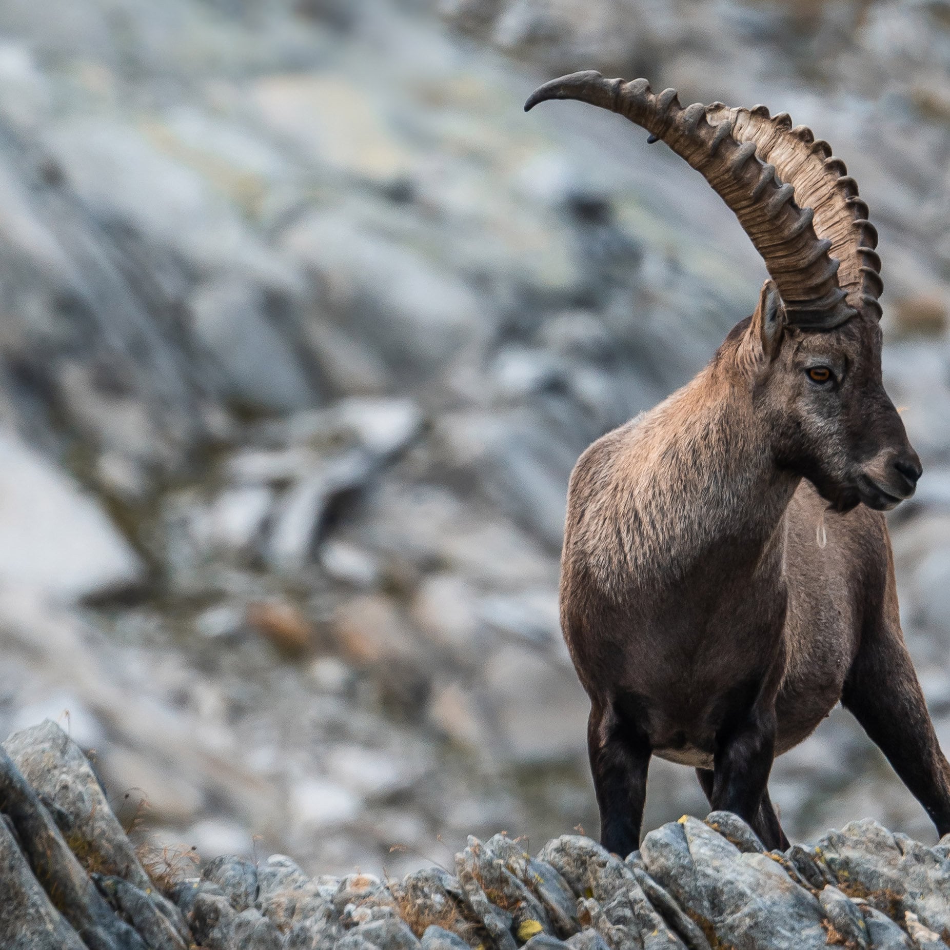 Swiss Alpine Ibex Posing at the Top of Mountain, Ticino, Switzerland ...