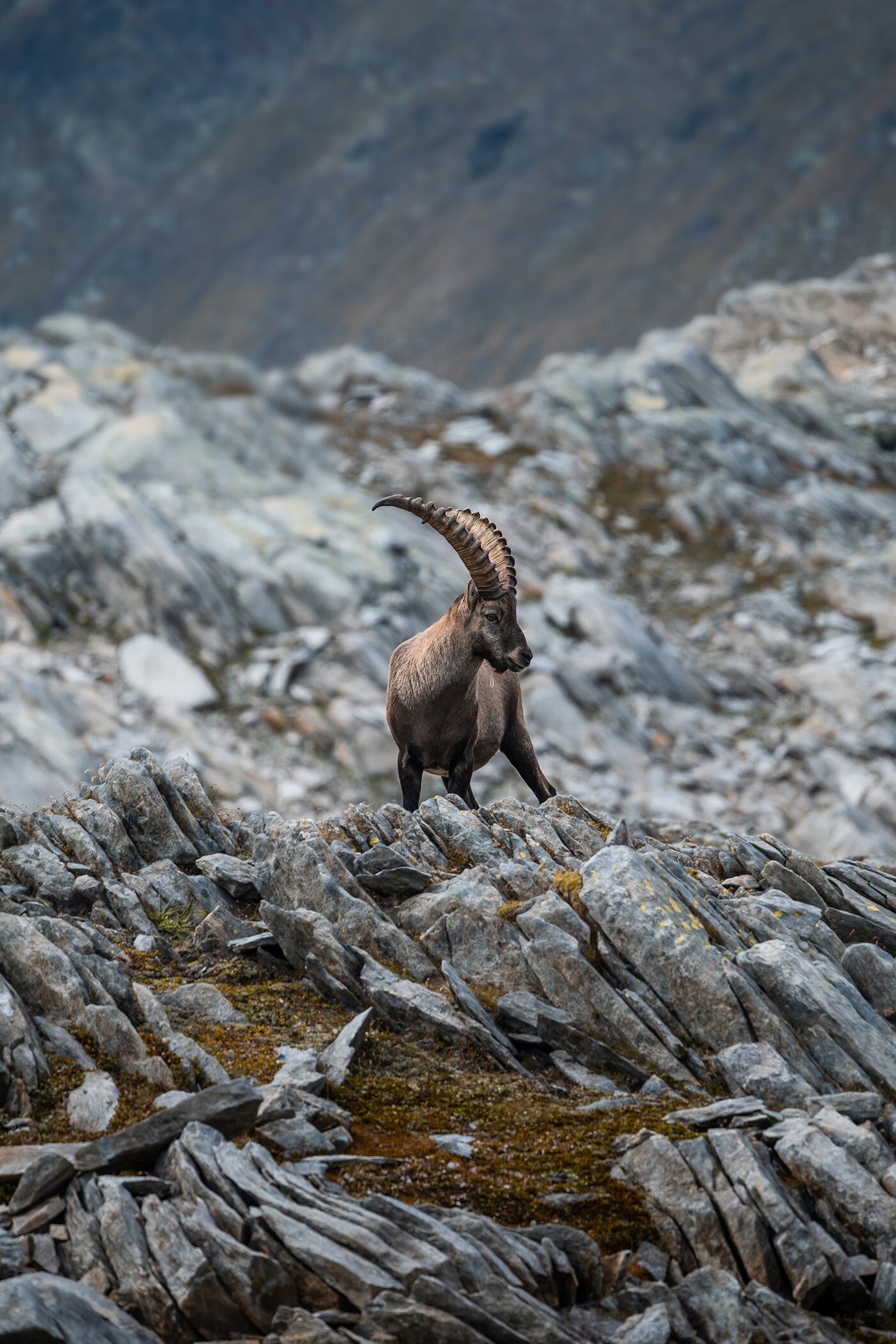 Swiss Alpine Ibex Posing at the Top of Mountain, Ticino, Switzerland ...