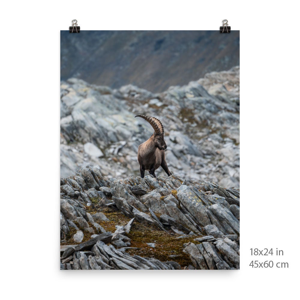 Swiss Alpine Ibex Posing at the Top of Mountain, Ticino, Switzerland ...