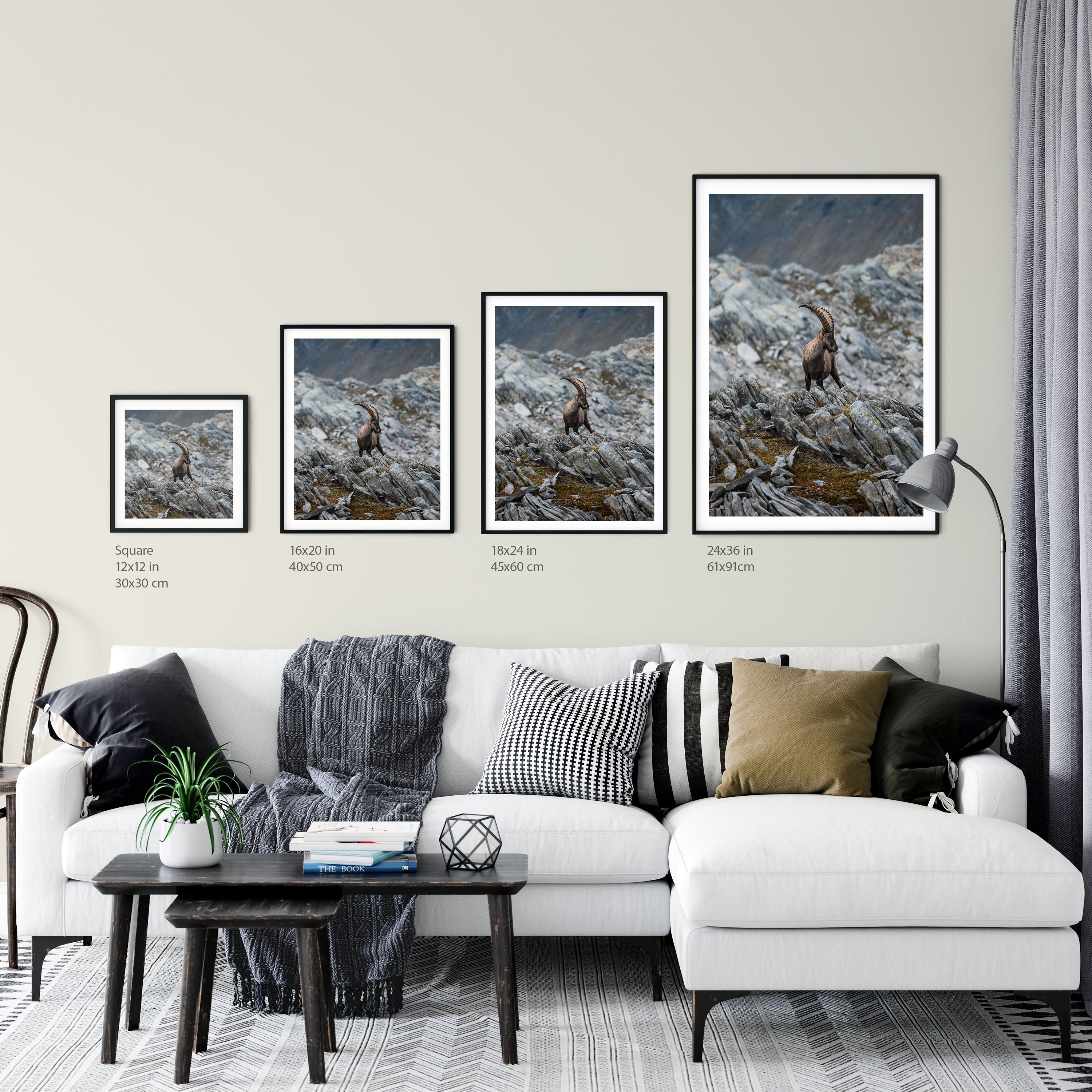 Swiss Alpine Ibex Posing at the Top of Mountain, Ticino, Switzerland ...