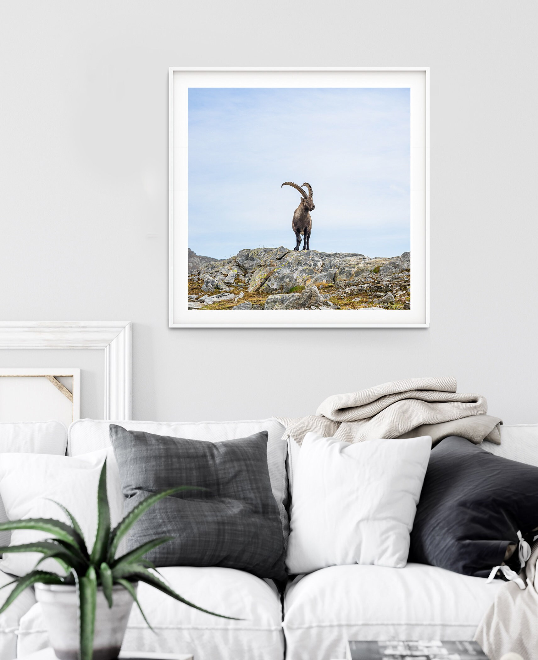 Swiss Alpine Ibex Posing at the Top of Mountain, Ticino, Switzerland ...